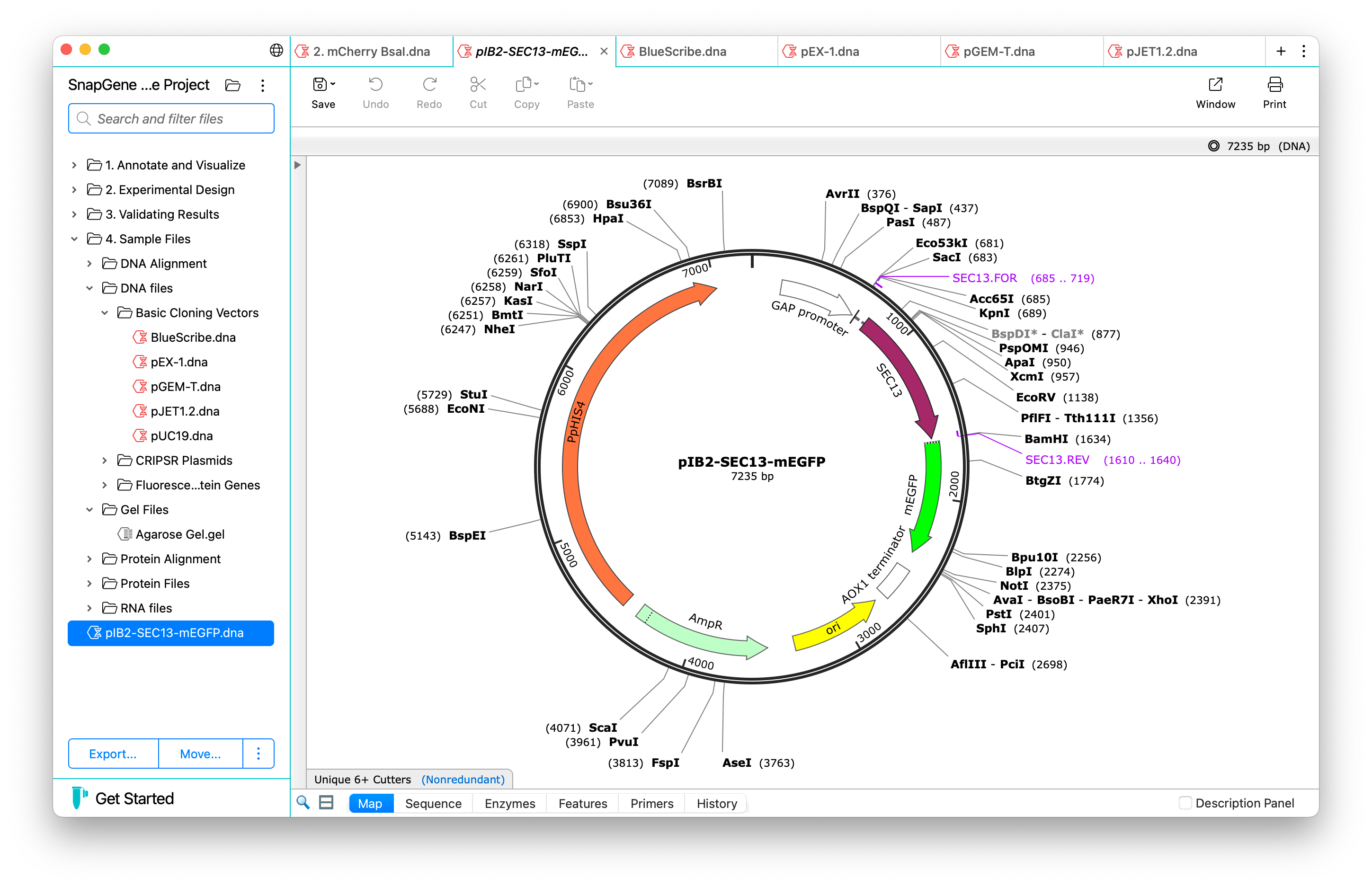 SnapGene | Software for everyday molecular biology