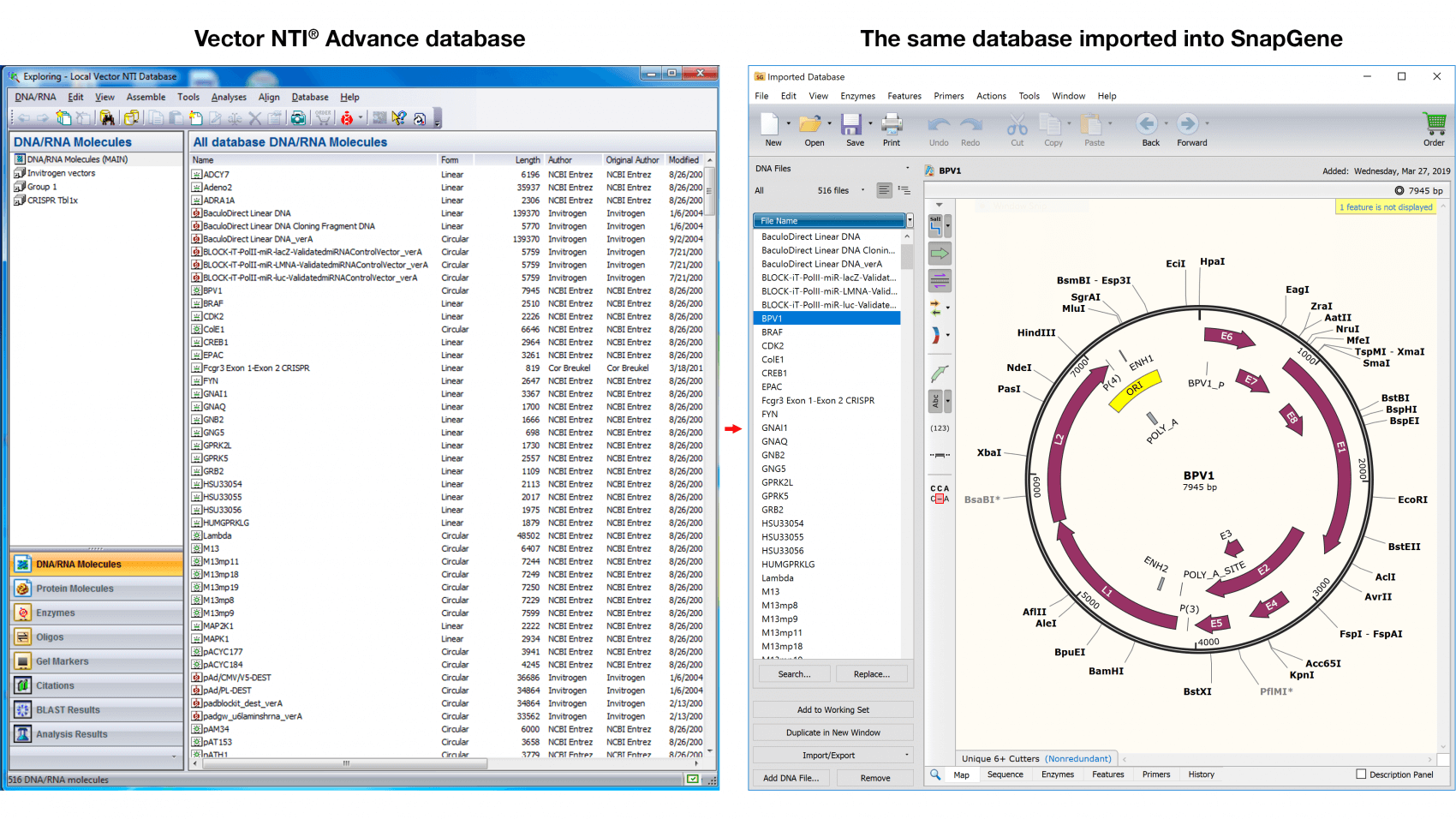 Transition from Vector NTI® - SnapGene