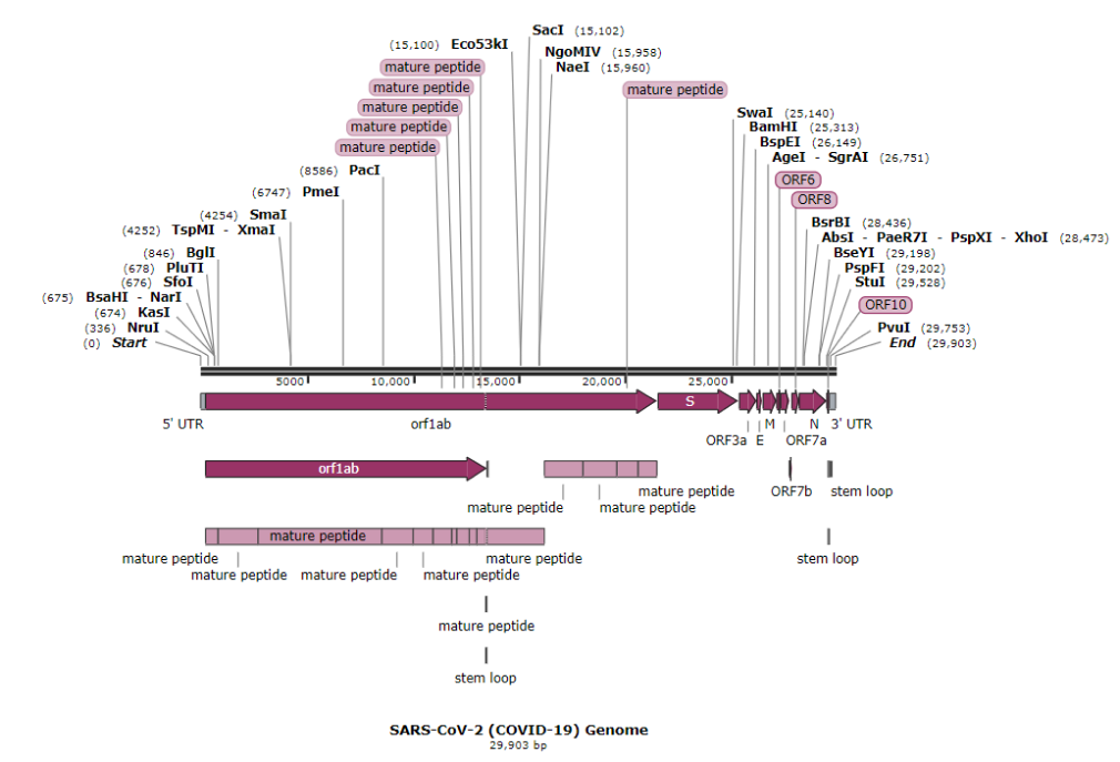 Coronavirus Resources